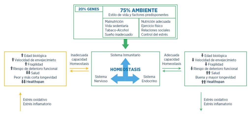 ¿Qué cambios se producen con la edad en el sistema inmunitario? - Blog ...